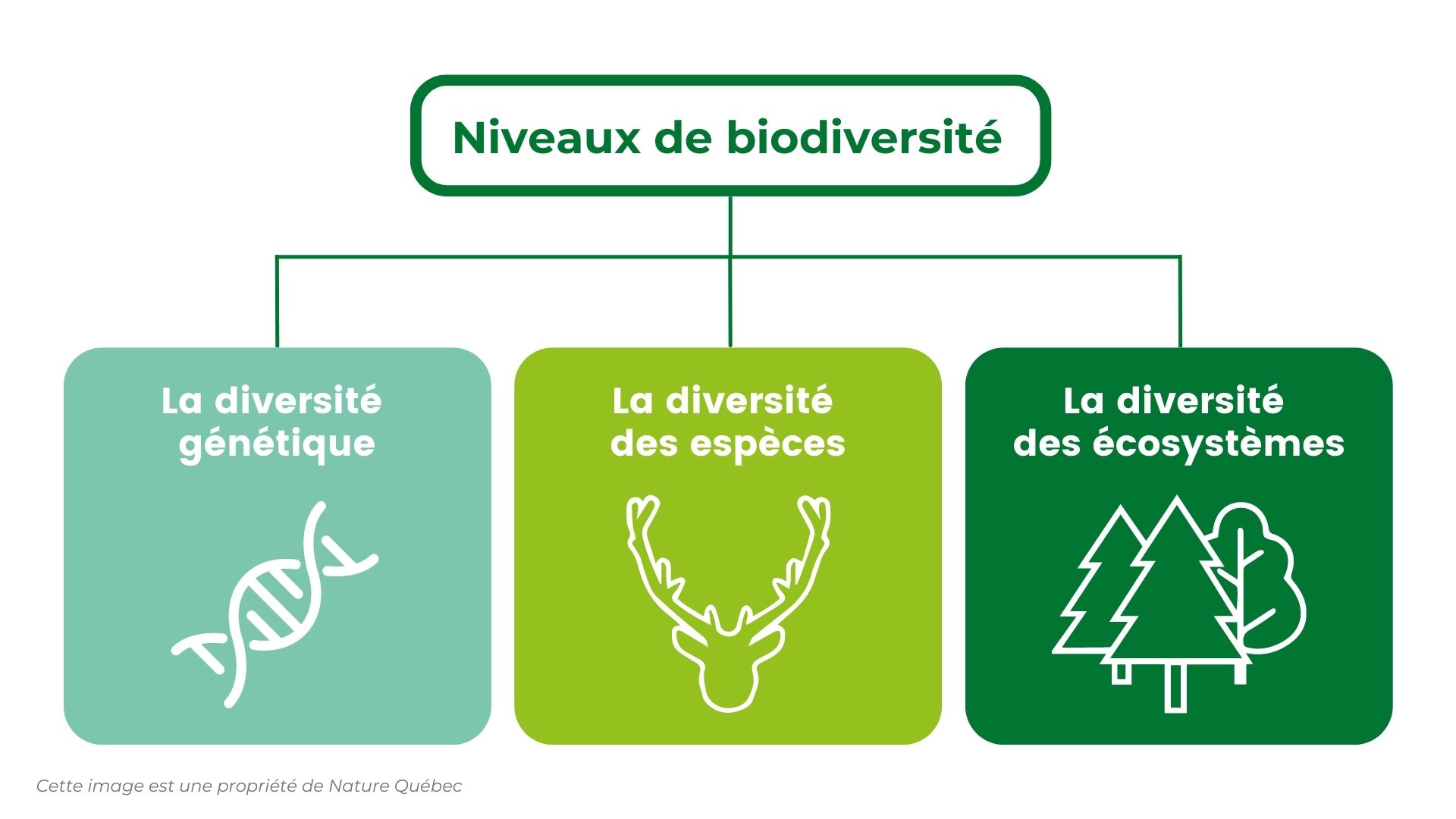 C’est quoi la biodiversité? Et pourquoi la protéger? - Nature Québec ...
