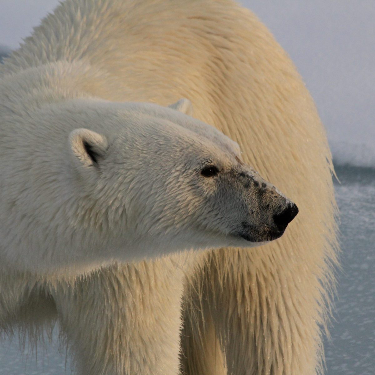 Animaux emblématiques du Canada : 5 espèces en péril - Nature Québec ...