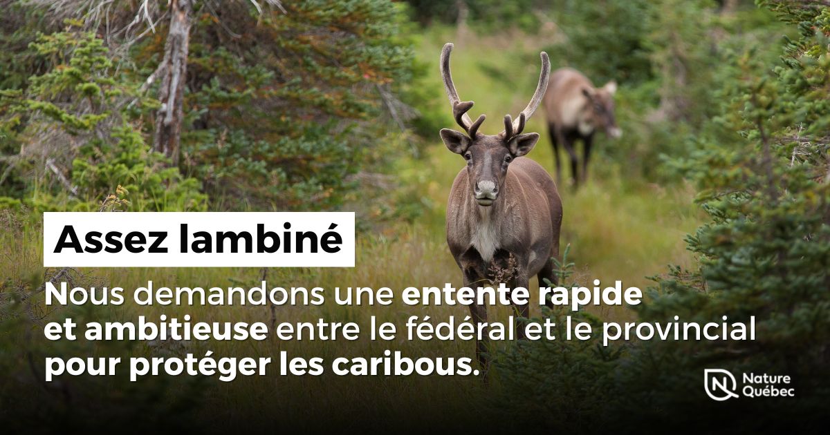 « Assez lambiné » : Nature Québec demande une entente rapide et ... « Assez lambiné » : Nature Québec demande une entente rapide et ...