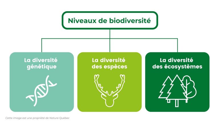 C’est quoi la biodiversité? Et pourquoi la protéger? - Nature Québec ... C’est quoi la biodiversité? Et pourquoi la protéger? - Nature Québec ...