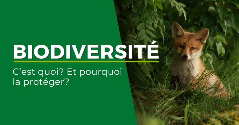 C’est quoi la biodiversité? Et pourquoi la protéger? - Nature Québec : Nature Québec